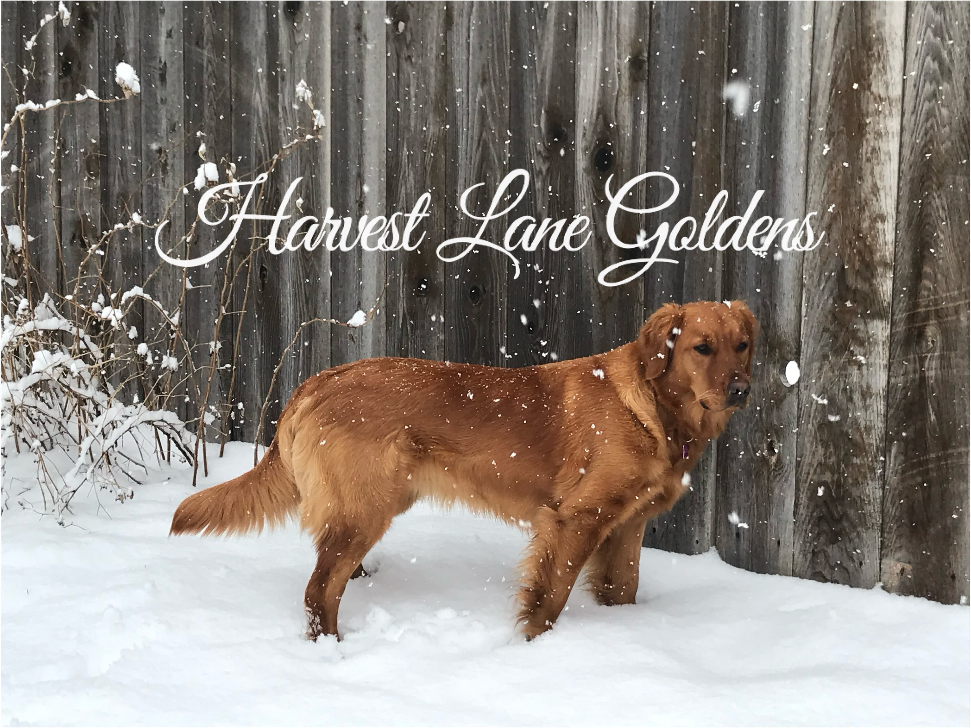 We are a small family breeder of field Golden Retrievers, specializing ...